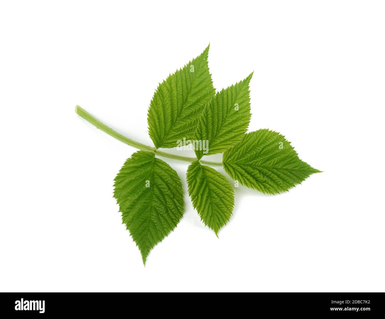 raspberry branch with green leaves isolated on white background, young ...