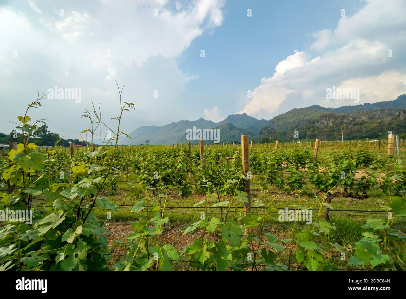 Beautiful vineyards view infront of a mountain backdrop Stock Photo - Alamy
