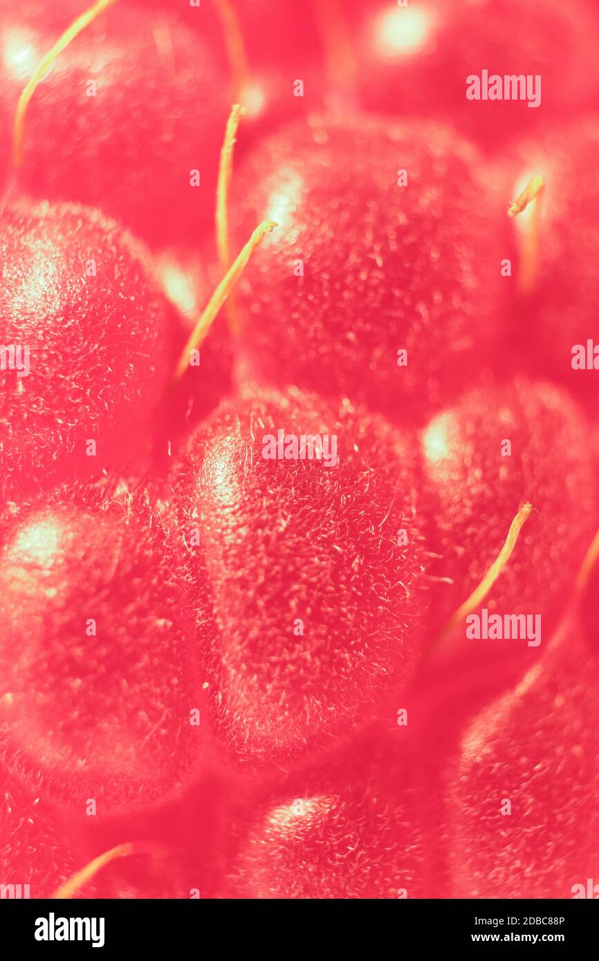 Raspberry Macro Closeup. Texture Background Stock Photo - Alamy