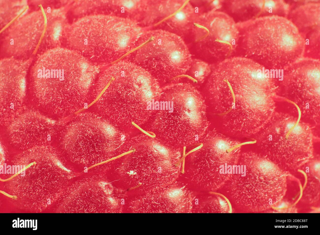 Raspberry Macro Closeup. Texture Background Stock Photo - Alamy