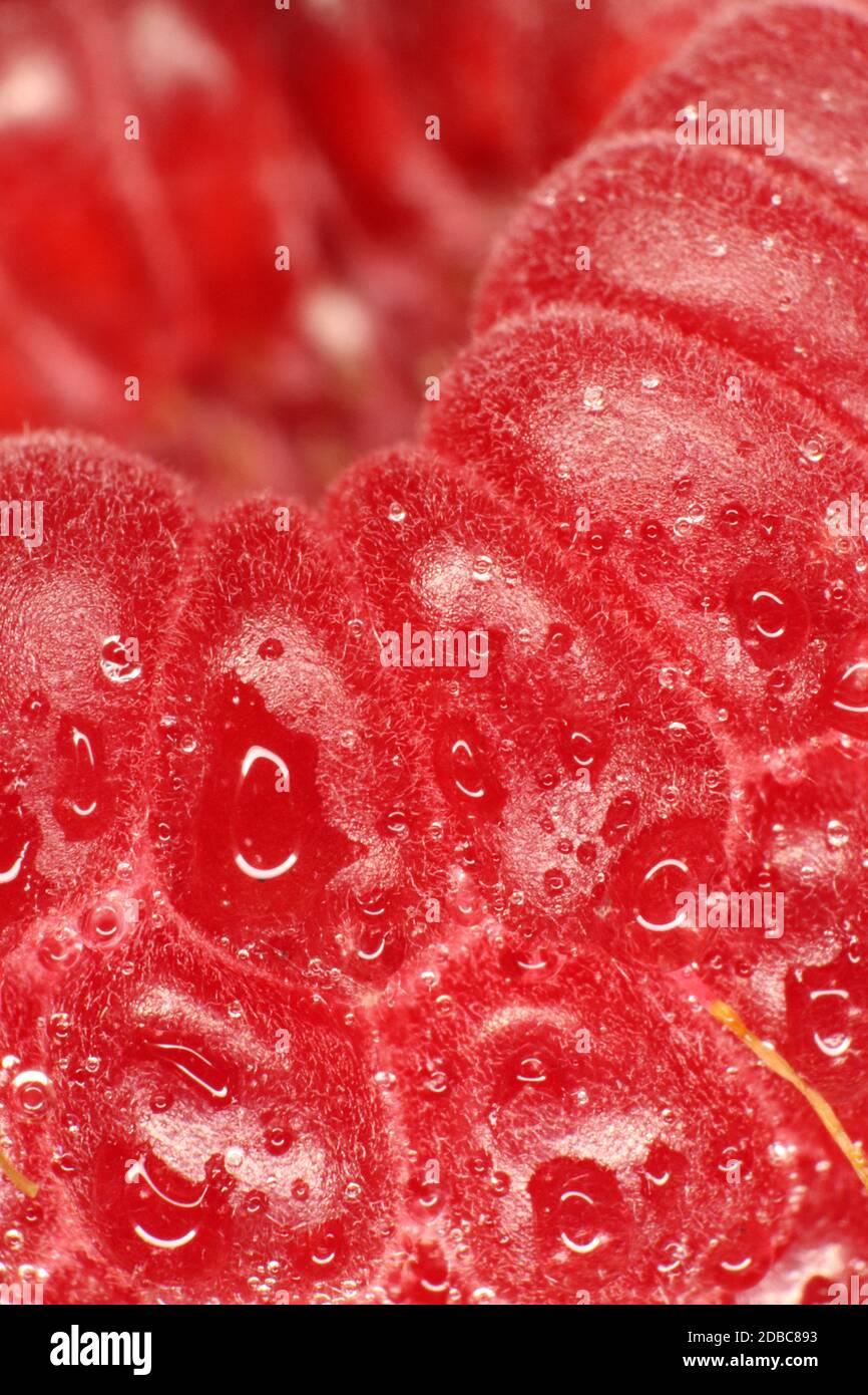 Raspberry Macro Closeup. Texture Background. Water Drops Stock Photo ...
