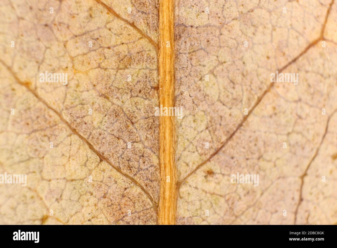 Dry Leaf Texture. Macro Closeup. Natural Organic Background ...