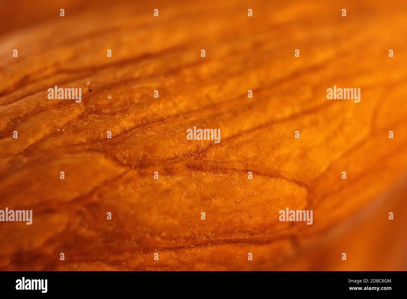 Forest Almond Nut Texture Surface. Macro Closeup. Natural Organic ...
