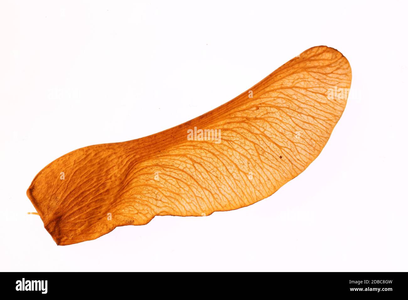 Maple Seed Texture Macro Closeup. Isolated. White Background Stock ...