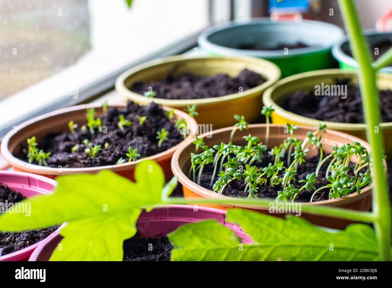 Sprouted seeds of new plants in a pot on a windowsill, close-up Stock ...