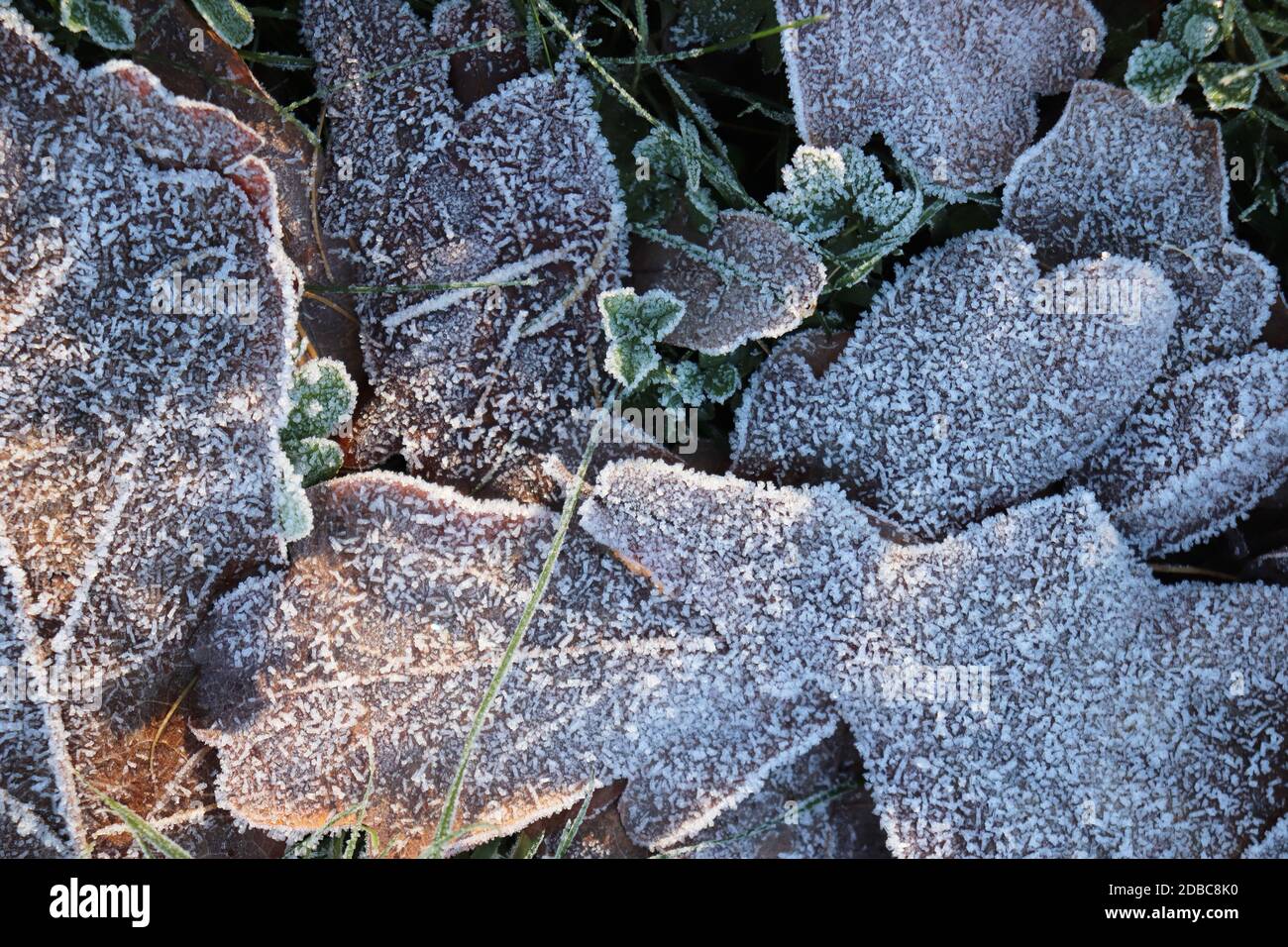 Frost Ice on Forest Leaves. Shining Frosted Leafs Surface. Natural ...