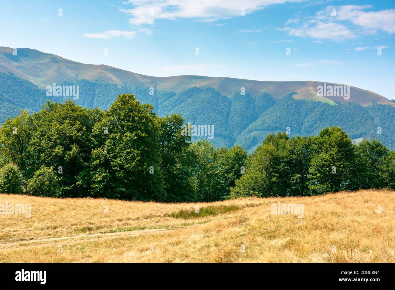 yellow grass on the meadow in mountains. beautiful nature landscape ...