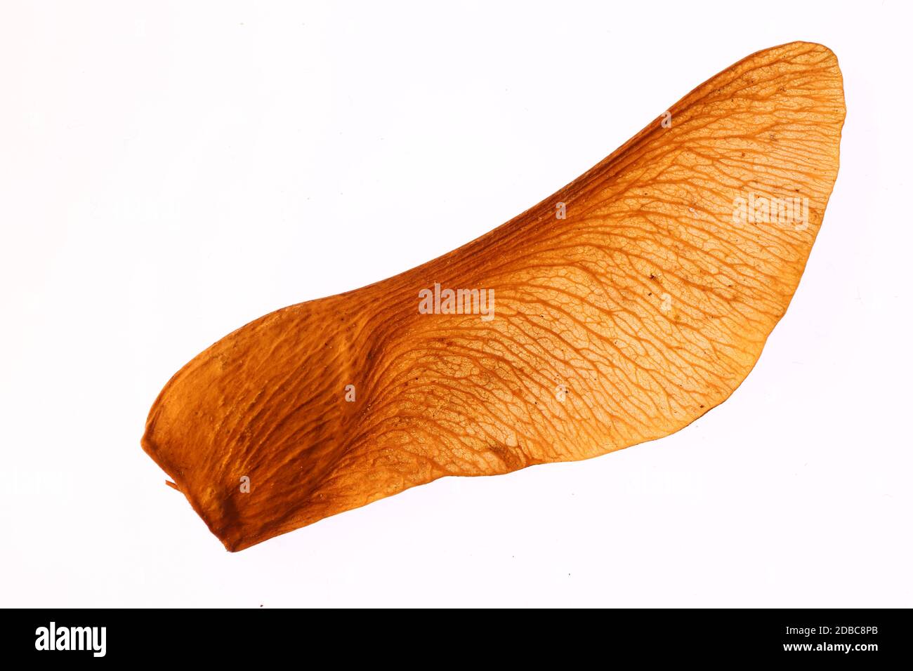 Maple Tree Seed Macro Closeup. Isolated. White Background Stock Photo ...