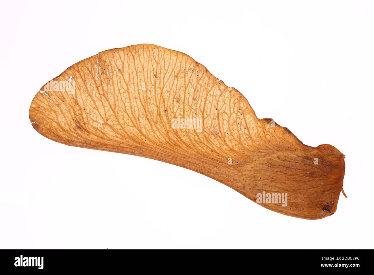 Maple Seed Macro Closeup. Isolated. White Background Stock Photo - Alamy