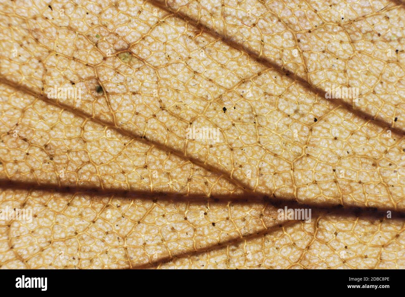 Dry Leaf Gold Fibers Texture. Macro Closeup. Natural Organic Background ...