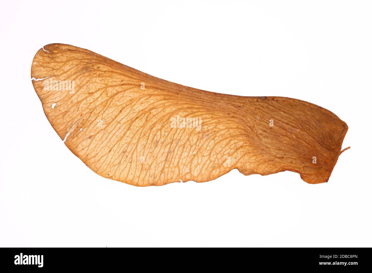 Maple Tree Seed Macro Closeup. Isolated. White Background Stock Photo ...