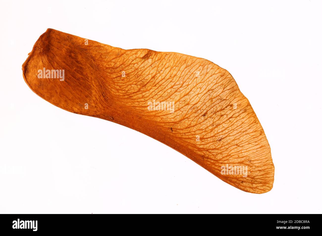 Maple Seed Macro Closeup. Isolated. White Background Stock Photo - Alamy