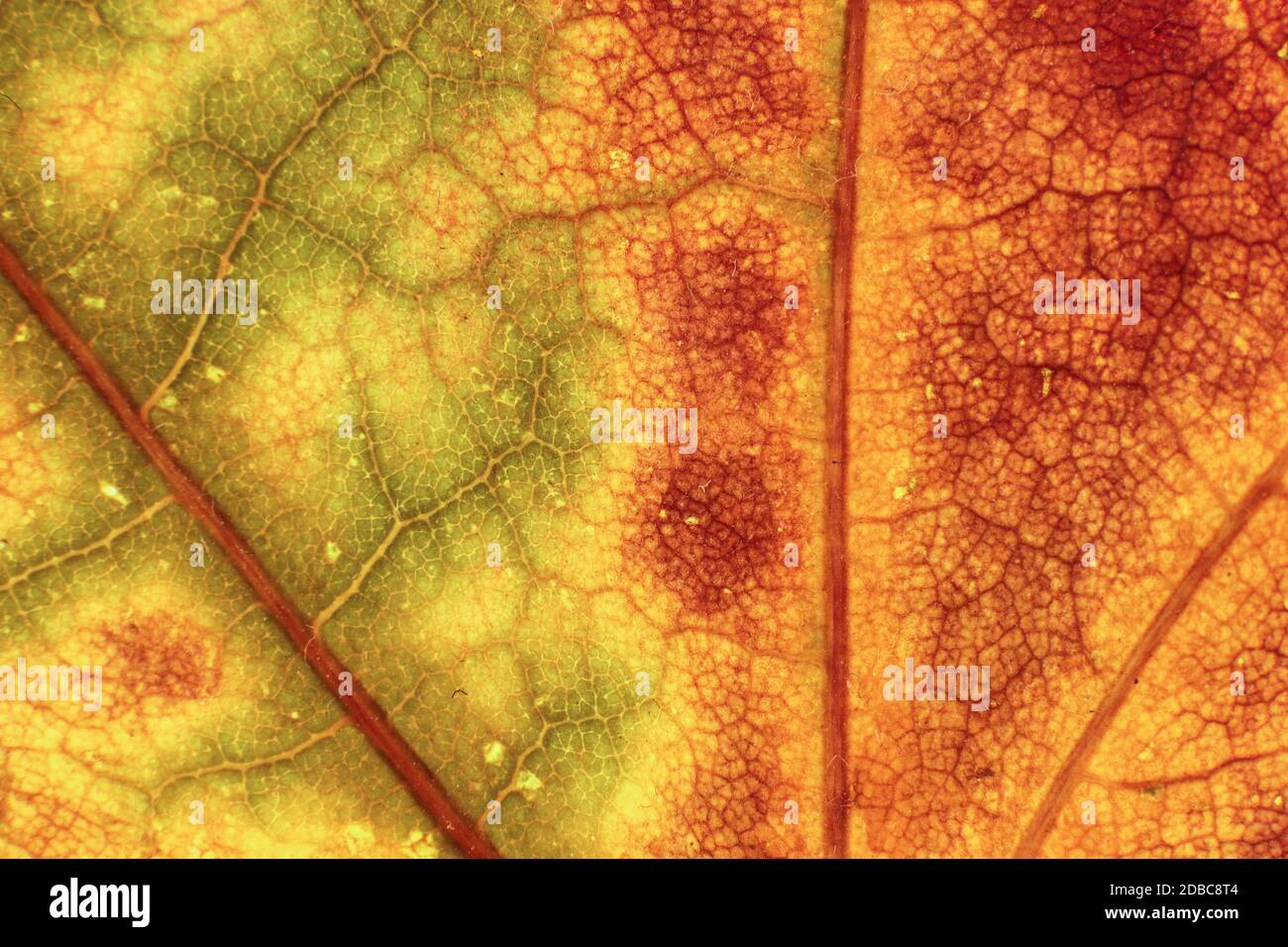 Dry Leaf Texture. Macro Closeup. Natural Organic Background ...
