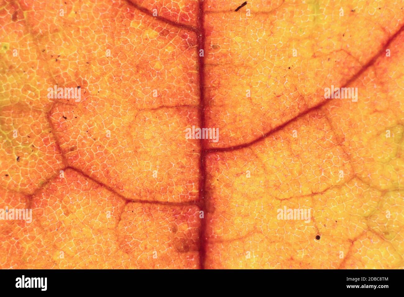 Leafs petiole hi-res stock photography and images - Alamy