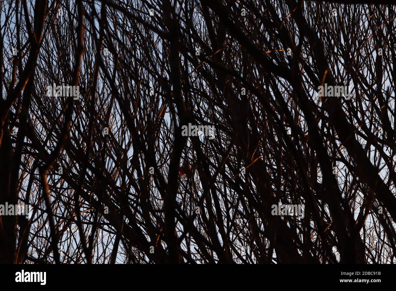 Tree Branches Texture. Dark Forest Background Stock Photo - Alamy
