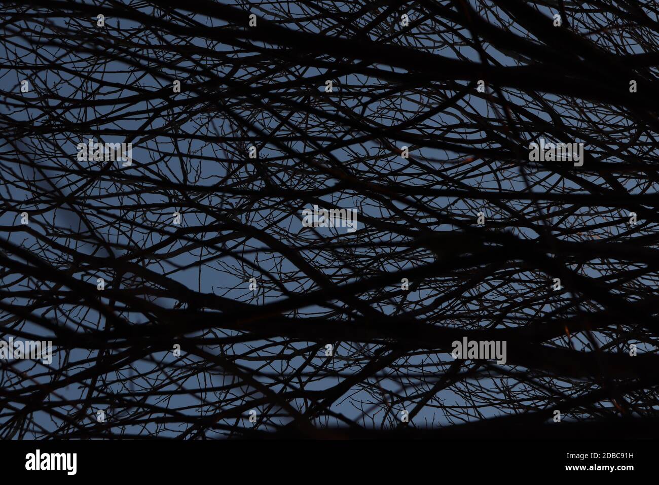 Tree Branches Texture. Dark Forest Background Stock Photo - Alamy