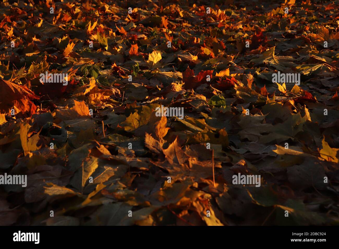 Backdrop frosty deciduous autumn hi-res stock photography and images ...