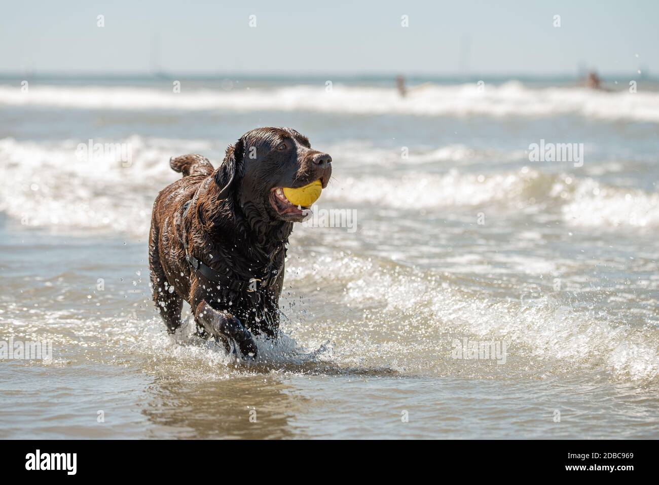 Action portrait of happy chocolate labrador retriever dog at the beach ...