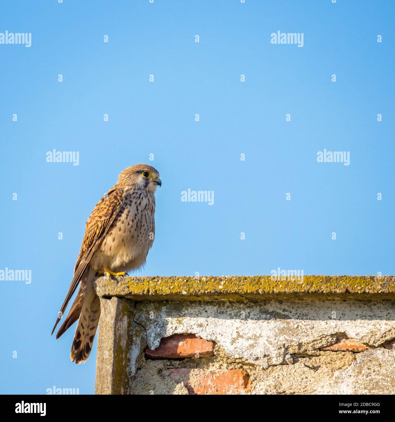 Falcon sitting on a wall Stock Photo - Alamy