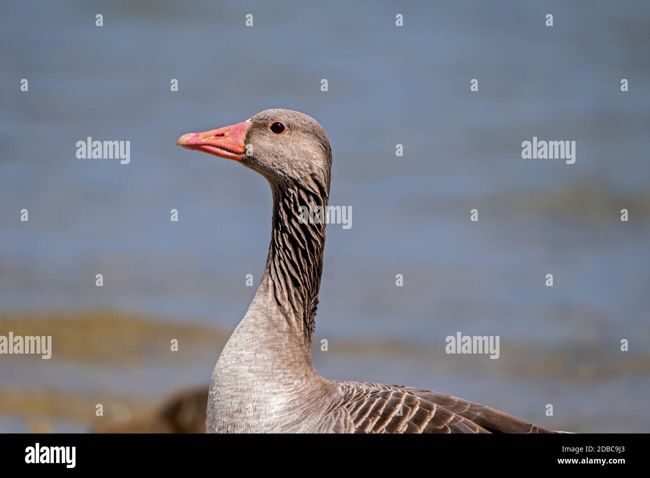 Head and upper body of a gray goose, anser anser, against an even ...