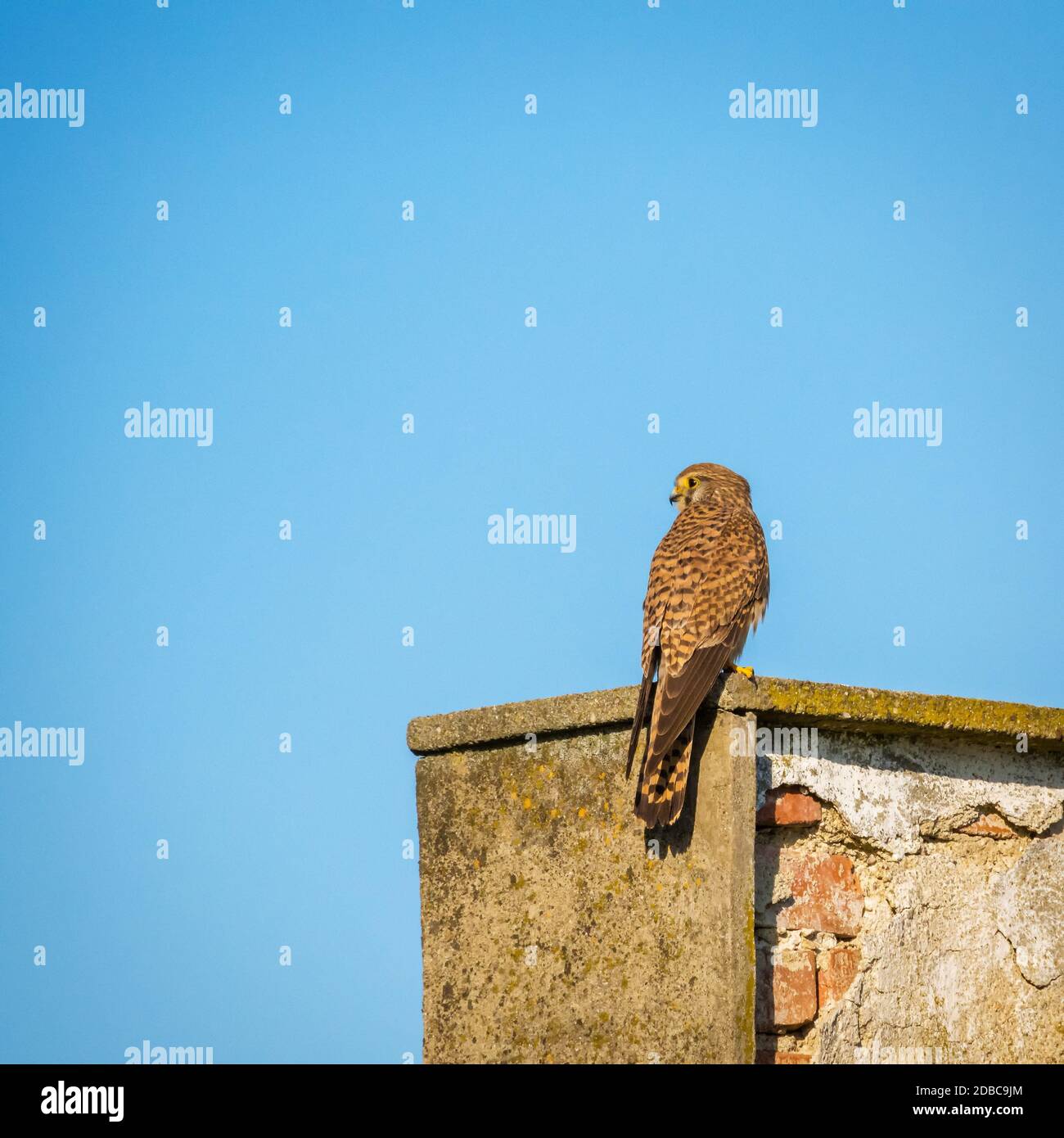 Falcon sitting on a wall Stock Photo - Alamy