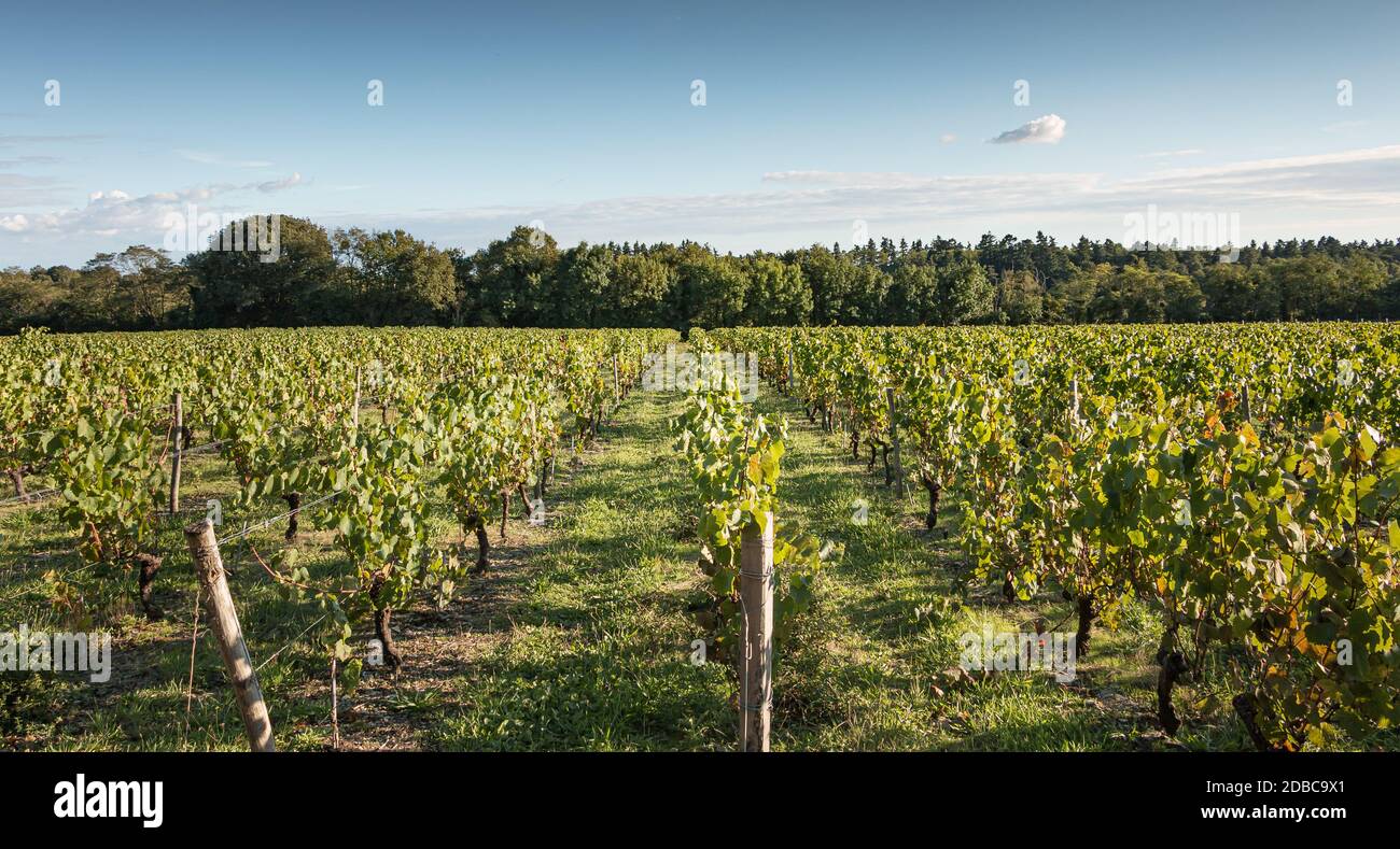 bunches of grapes well ripe on their vines before harvest in France ...