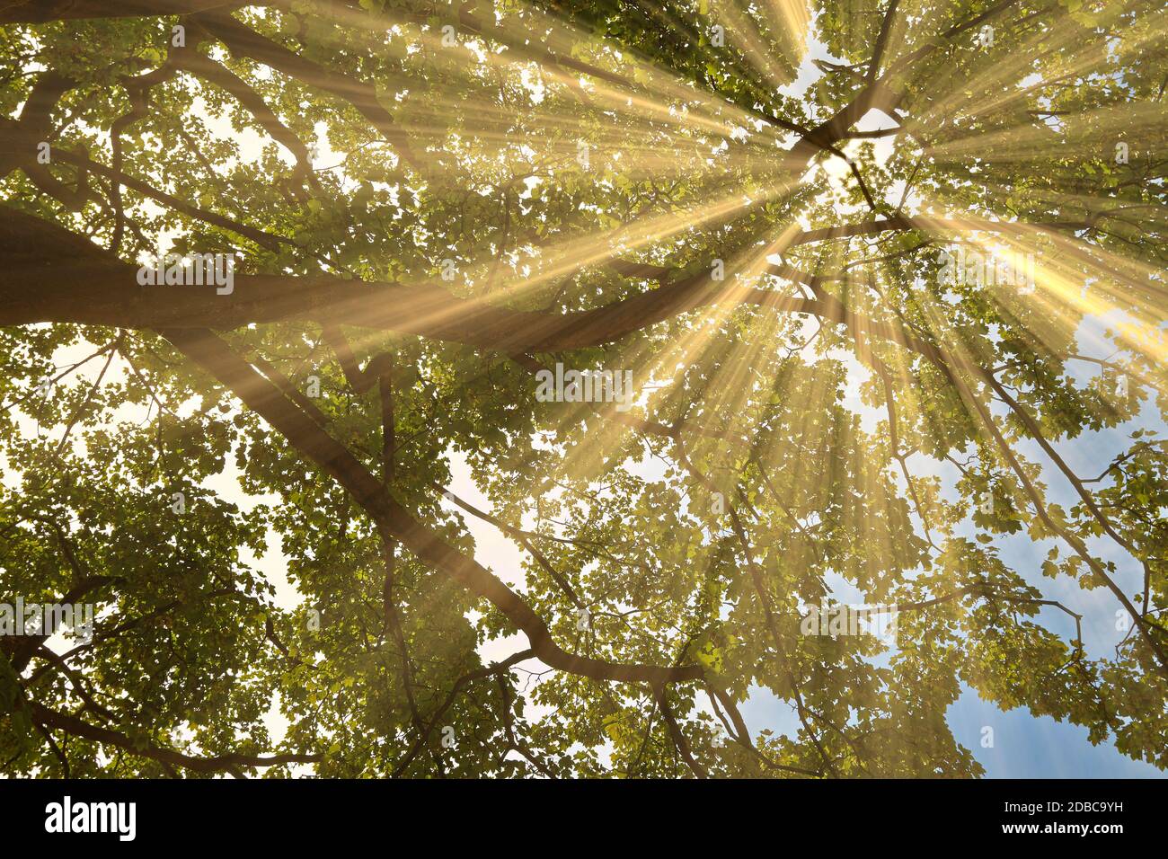 Sycamore wood texture hi-res stock photography and images - Alamy