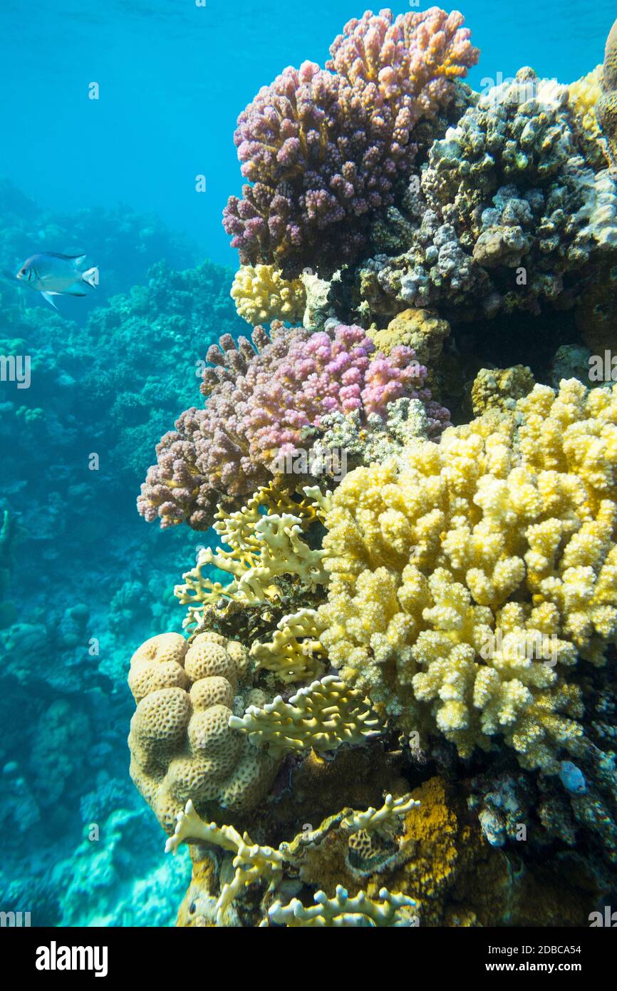 Colorful coral reef at the bottom of tropical sea, hard corals ...