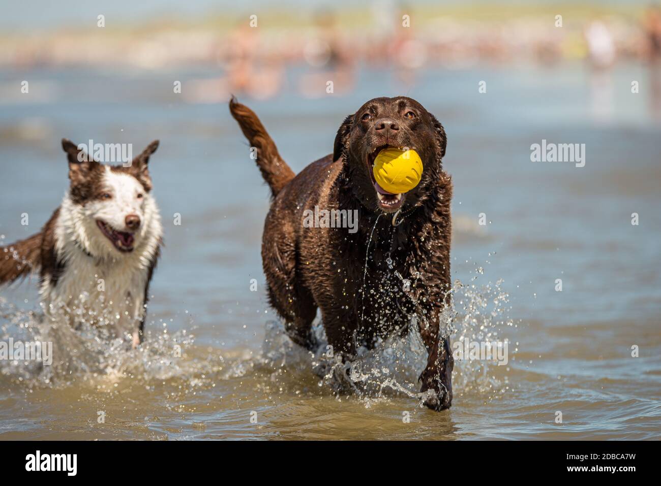 Brown Border Collie Lab Mix