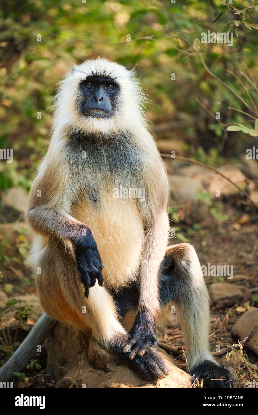 Indian common Gray langur or Hanuman langur monkey ape eating grass and ...