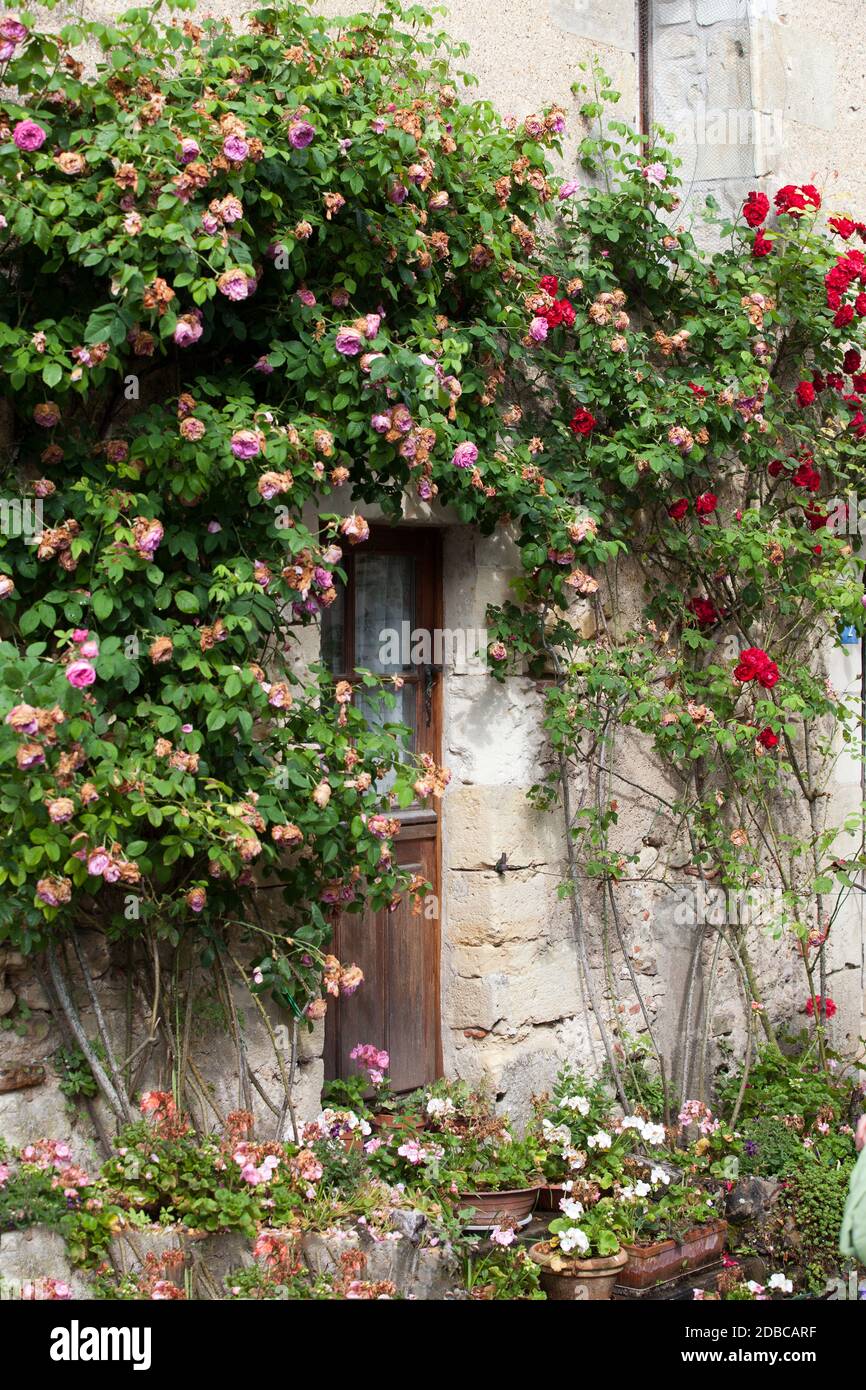Cottage roses around the door hi-res stock photography and images - Alamy
