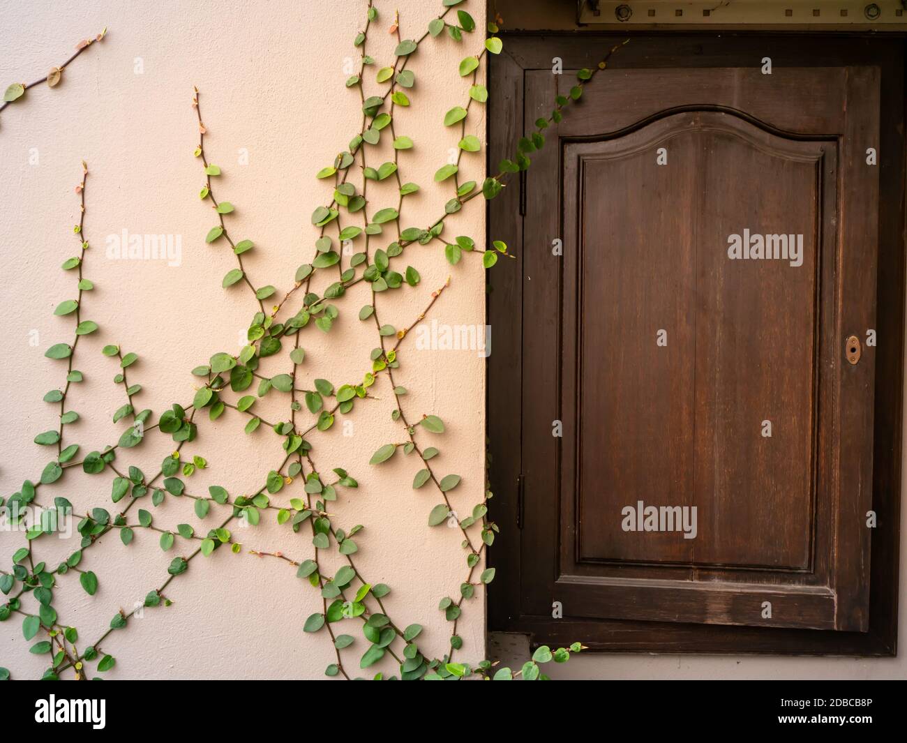 The vine elegantly hangs, climbs, densely covers a stone, light brown ...