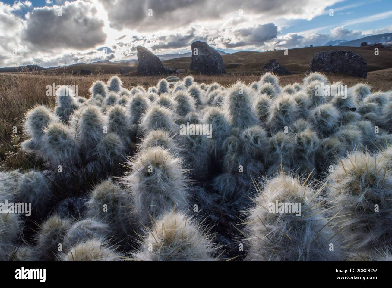 Habitat elevation hi-res stock photography and images - Alamy