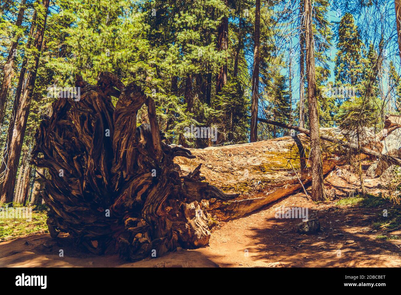 Sequoia National Park in California, USA Stock Photo - Alamy