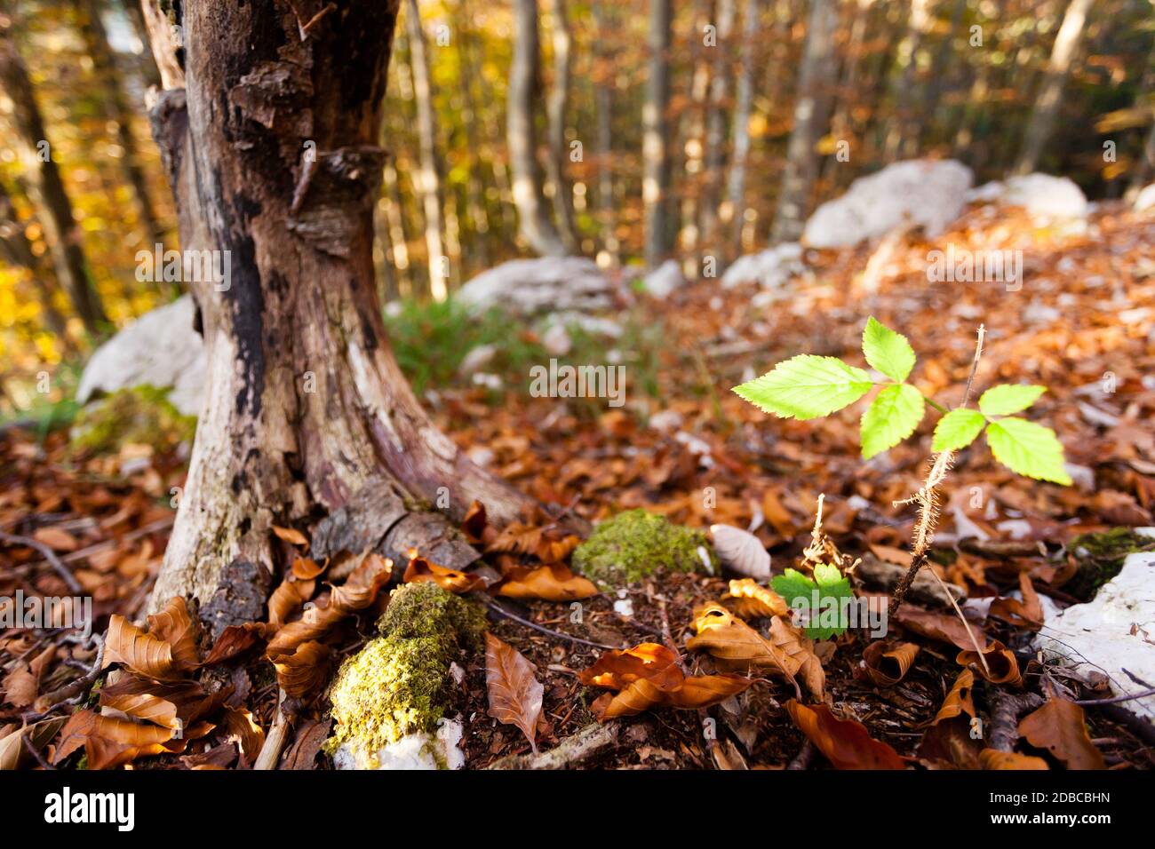 Wild plant leaf close up, autumn background. Beauty in nature. Autumn ...