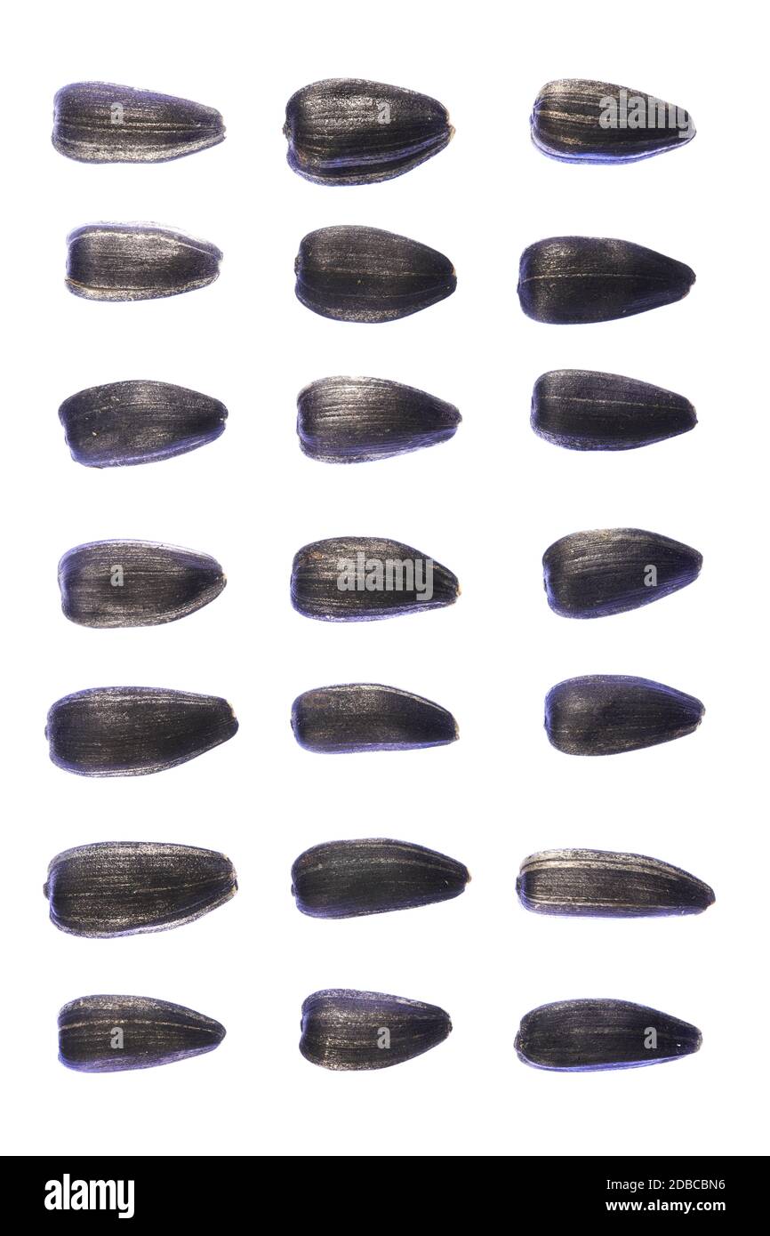 Sunflower Seeds Pattern. Isolated Background. Detailed Texture. Macro ...