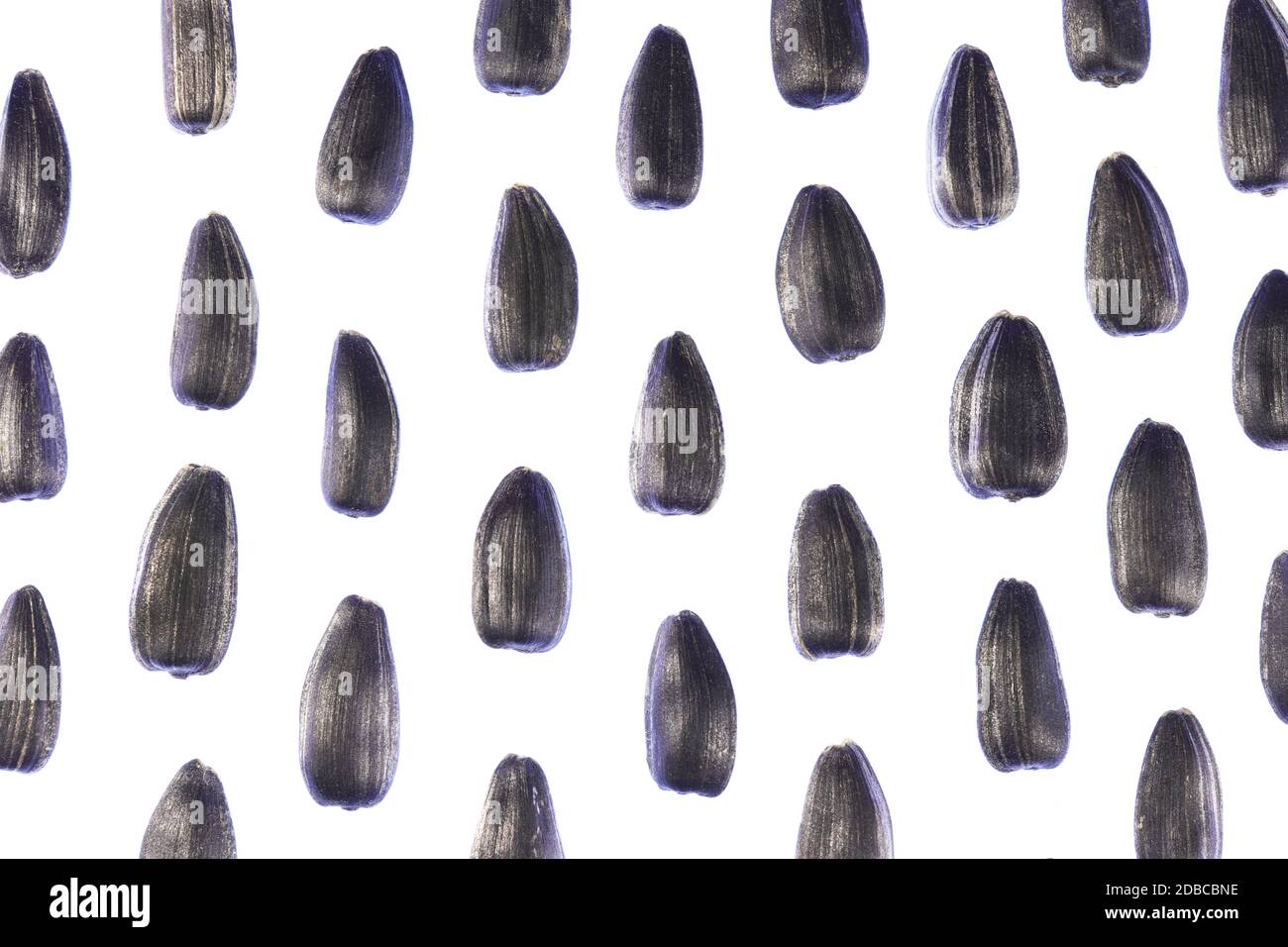 Sunflower Seeds Pattern. Isolated Background. Detailed Texture. Macro ...