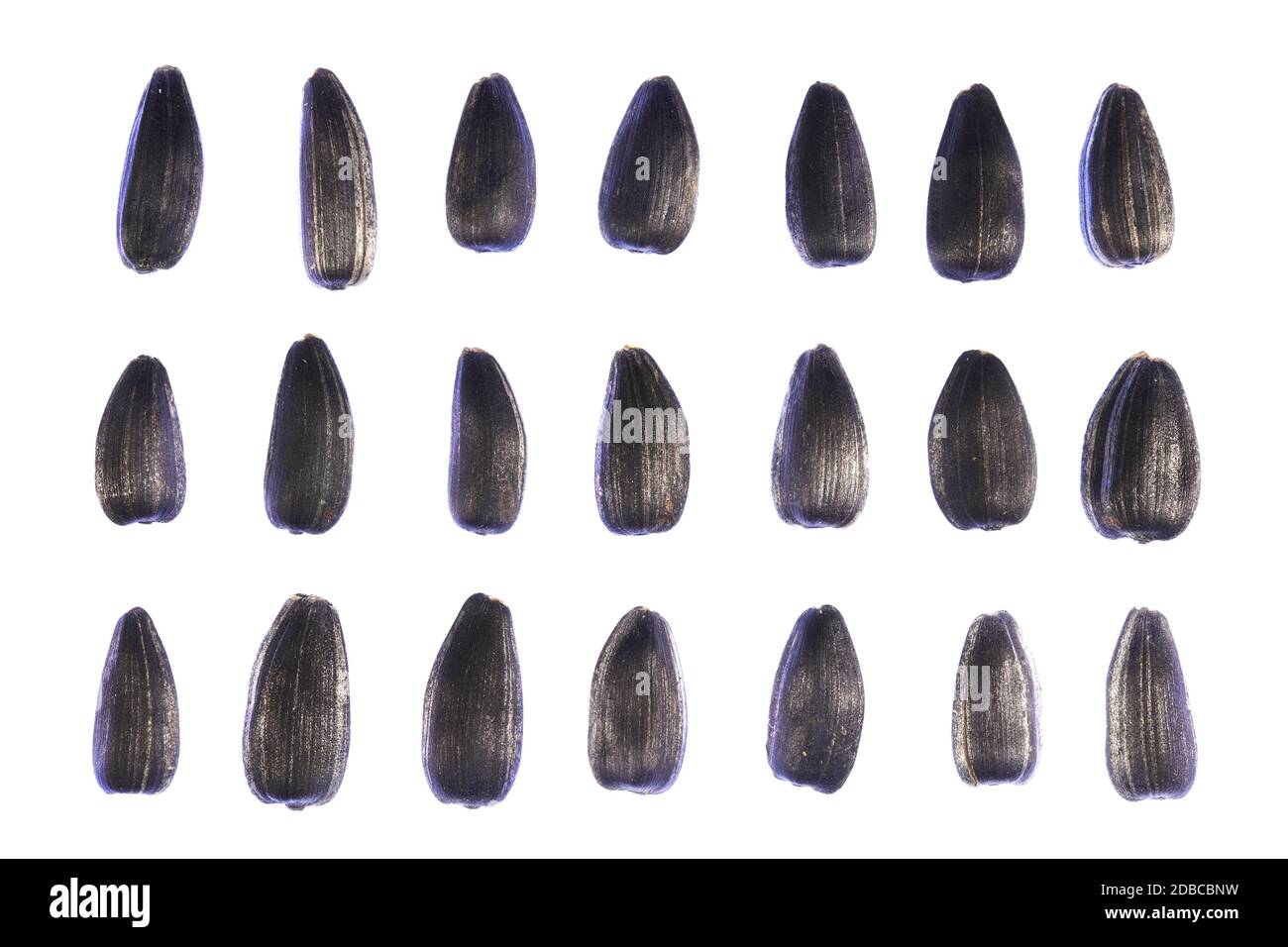 Sunflower Seeds Pattern. Isolated Background. Detailed Texture. Macro ...