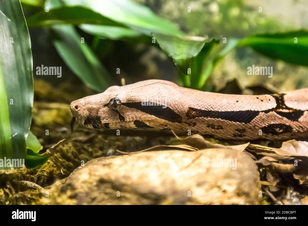 Boa constrictor, a species of large, heavy-bodied snake. Danger animal ...