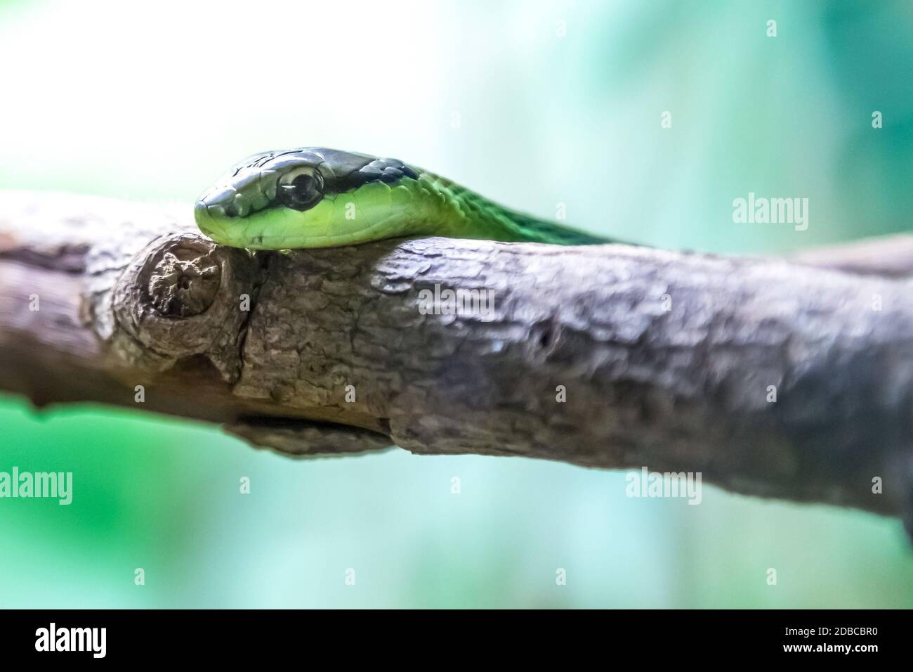 Barons Green Racer Snake High Resolution Stock Photography and Images ...