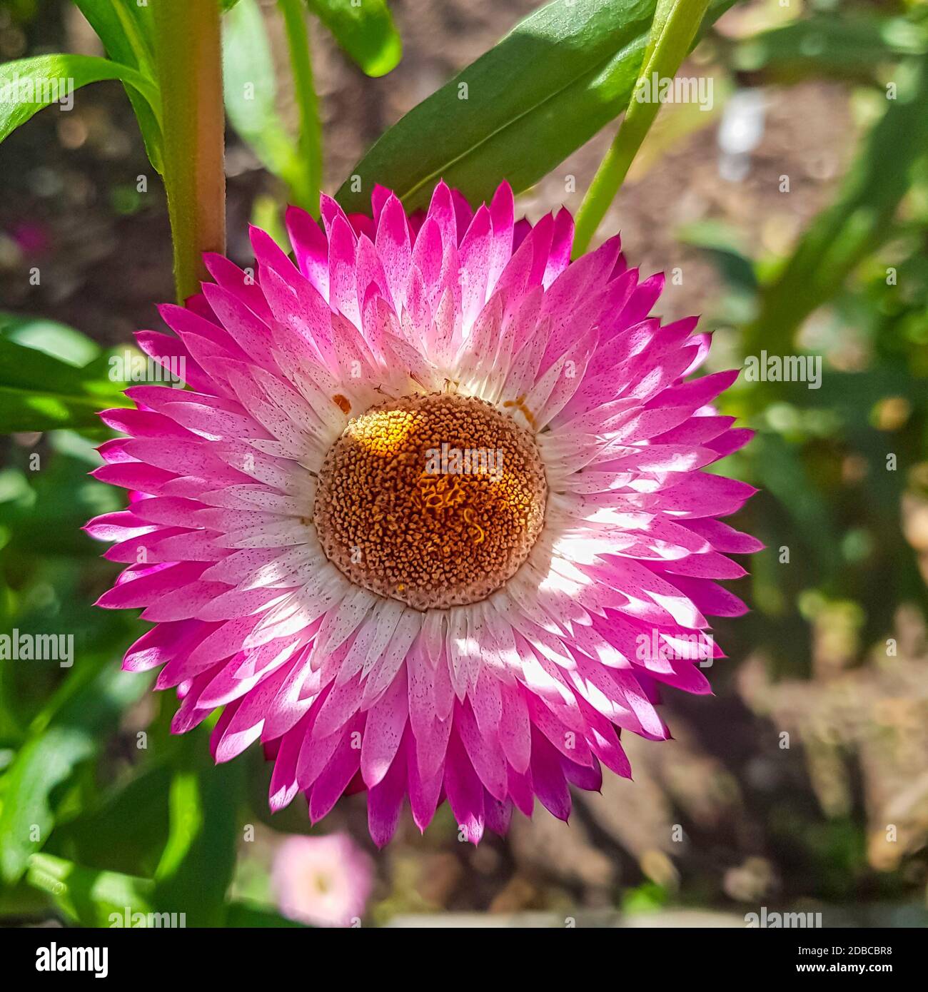 Everlasting flower botanical hi-res stock photography and images - Alamy