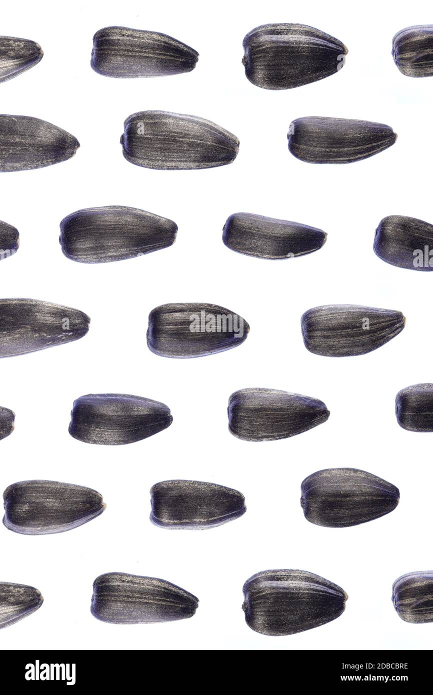 Sunflower Seeds Pattern. Isolated Background. Detailed Texture. Macro ...