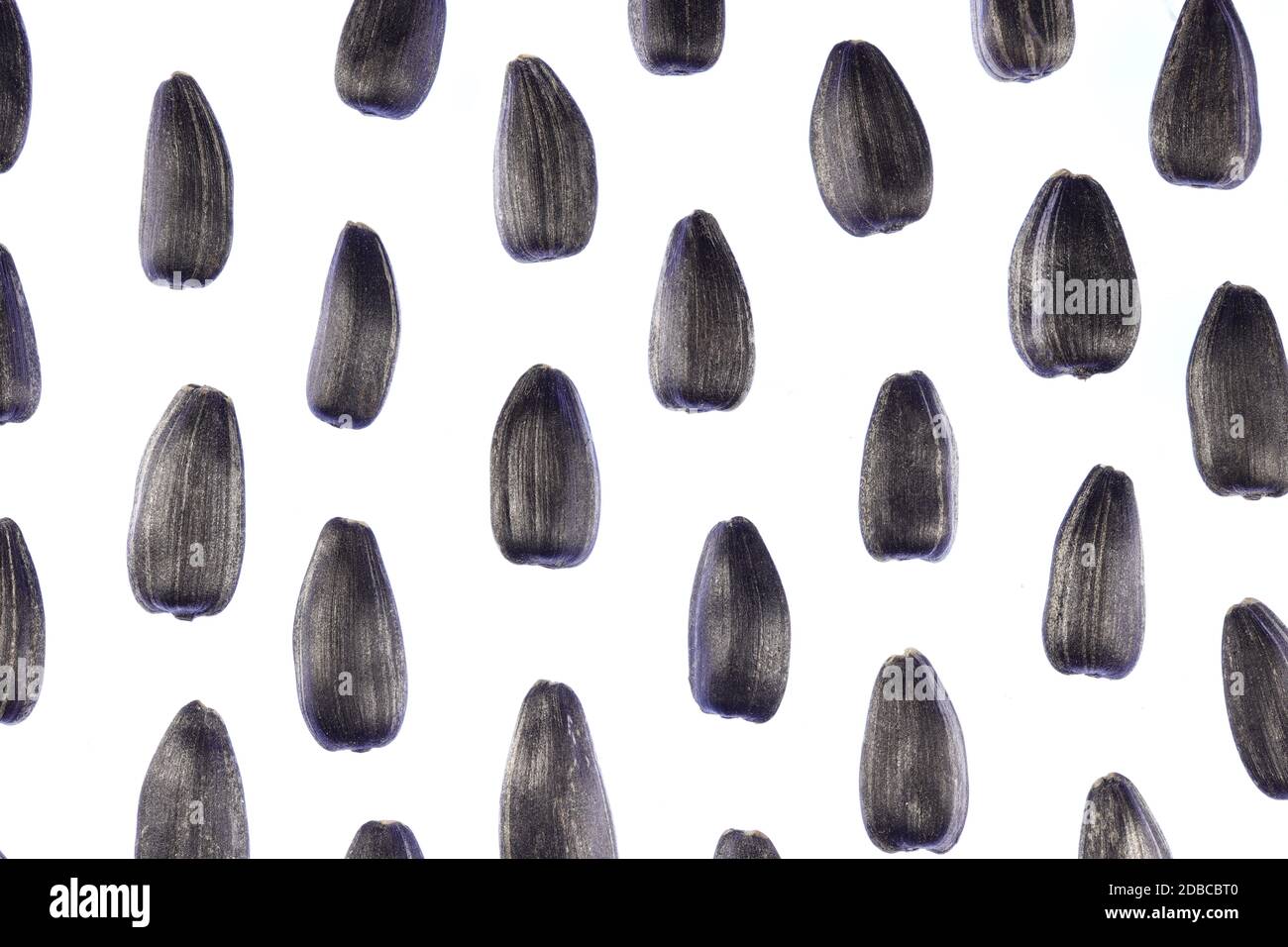 Sunflower Seeds Pattern. Isolated Background. Detailed Texture. Macro ...