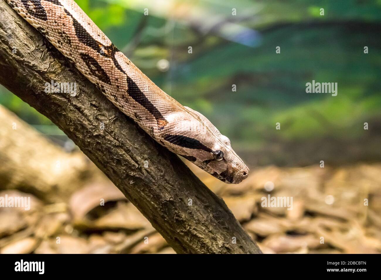 Boa constrictor, a species of large, heavy-bodied snake. Danger animal ...