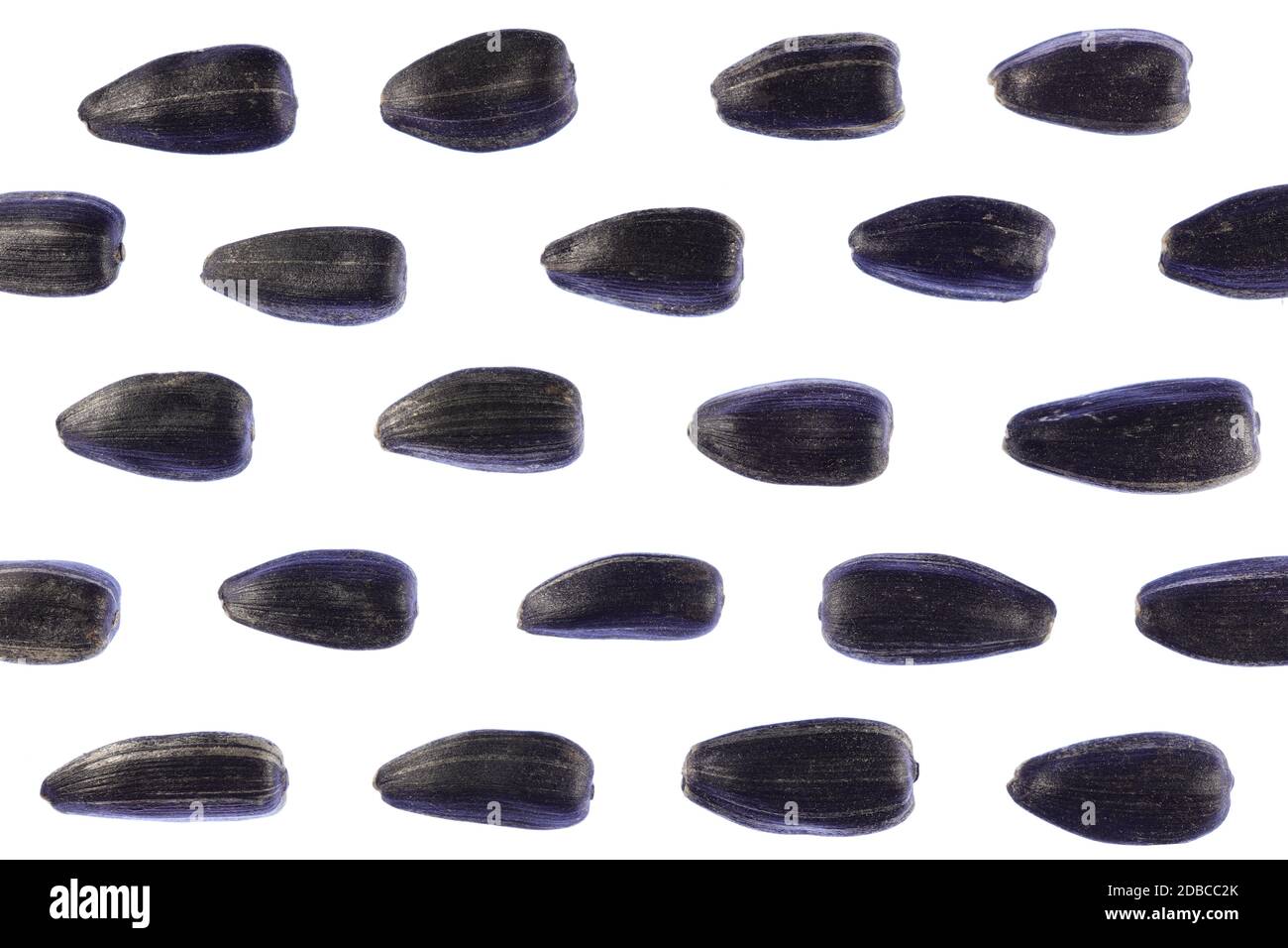 Sunflower Seeds Pattern. Isolated Background. Detailed Texture. Macro ...