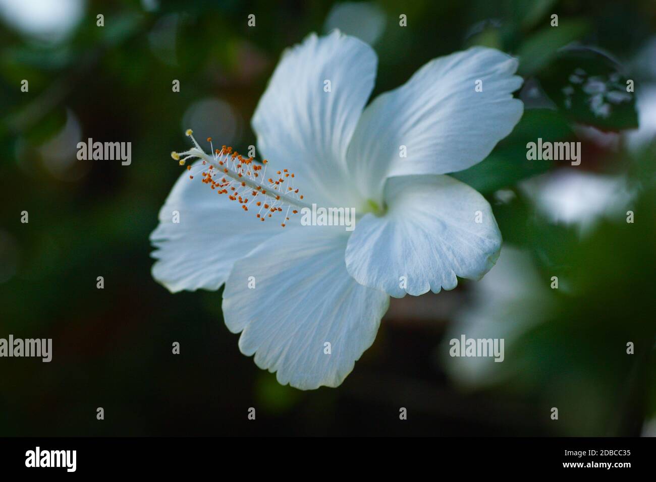 Flowers of bangladesh hi-res stock photography and images - Alamy
