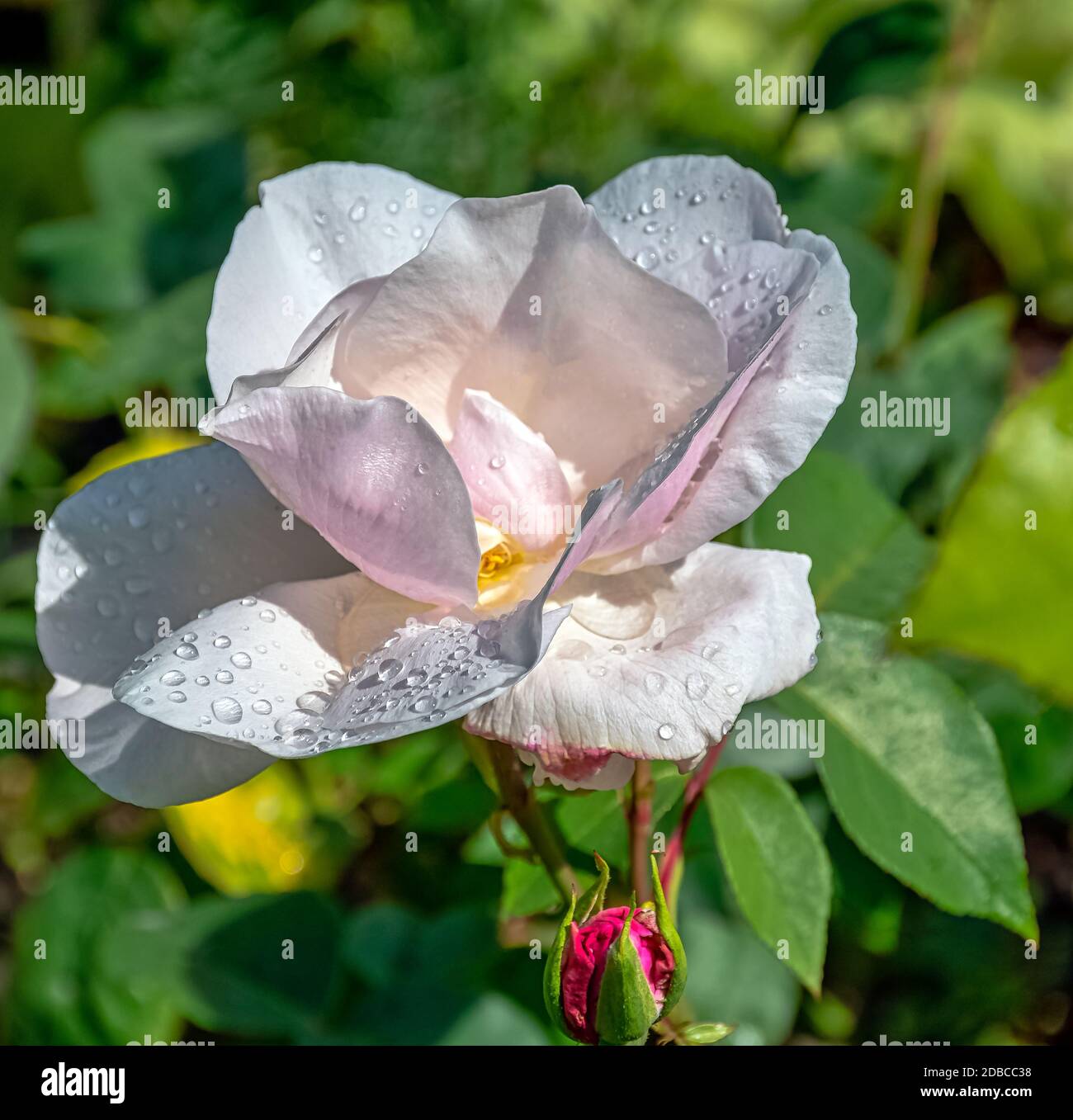 Rose Paul's Early Blush known as Rosa Mrs. Harkness in British park ...