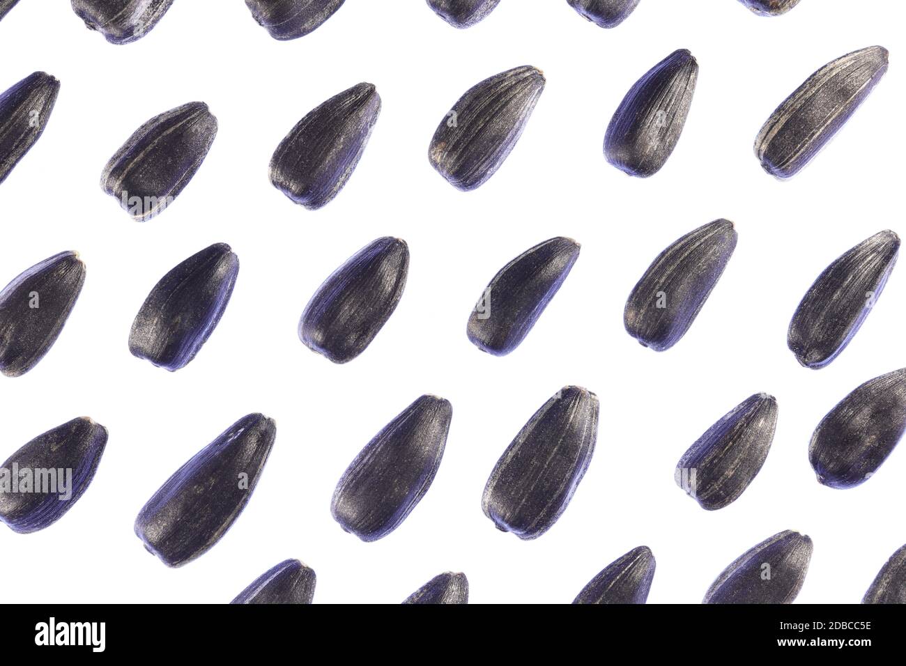 Sunflower Seeds Pattern. Isolated Background. Detailed Texture. Macro ...