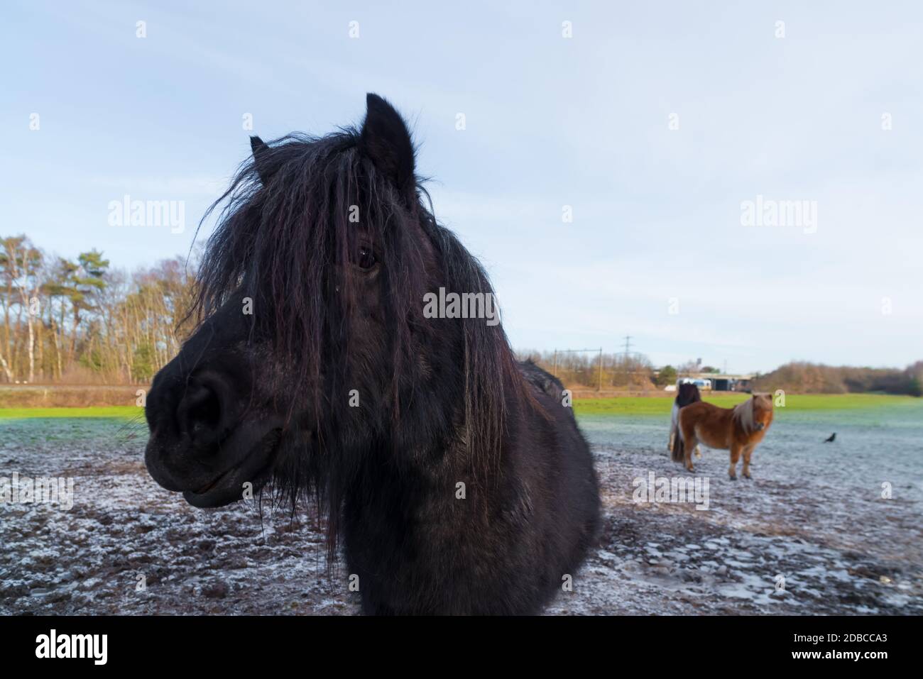 Two pony hi-res stock photography and images - Alamy