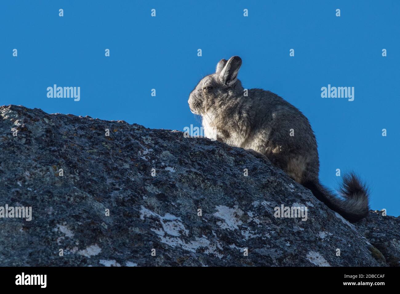 A northern viscacha (Lagidium peruanum) from the high elevation reaches ...